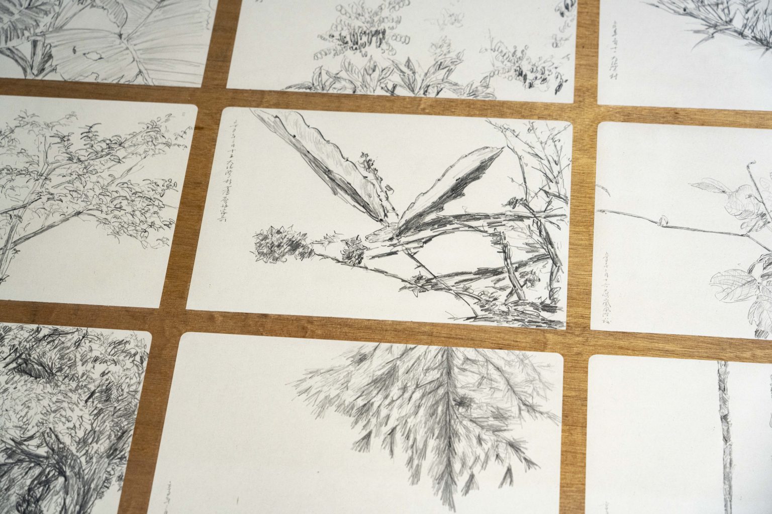 Drawing Plants Practice with Zheng Bo - Para Site